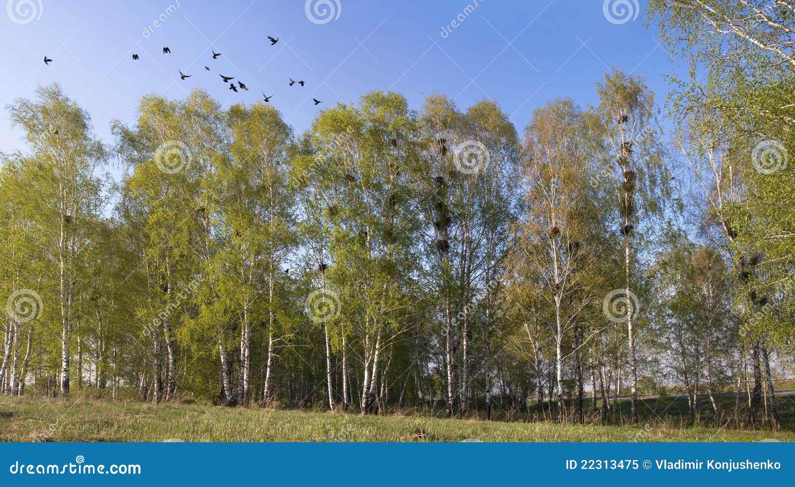Rookery stock image. Image of springtime, nest, wildlife - 22313475