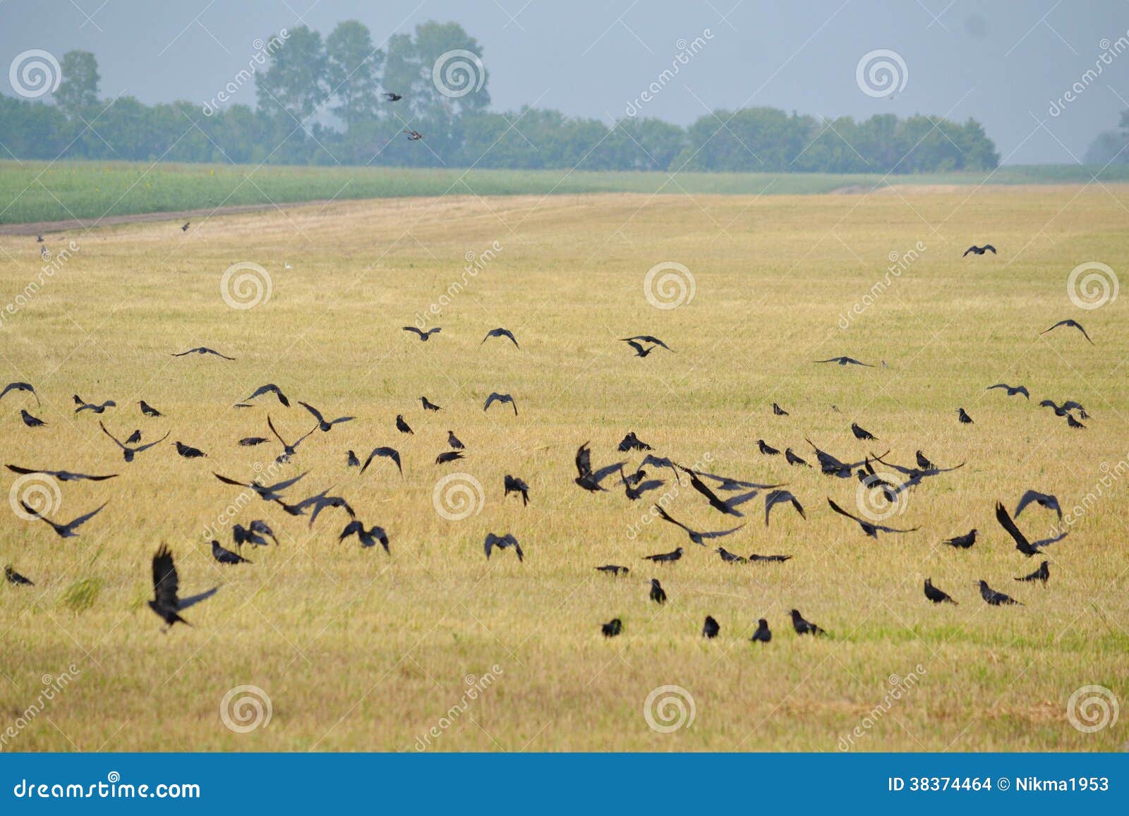 Rooks on field stock photo. Image of grain, birds, elbowrooms - 38374464