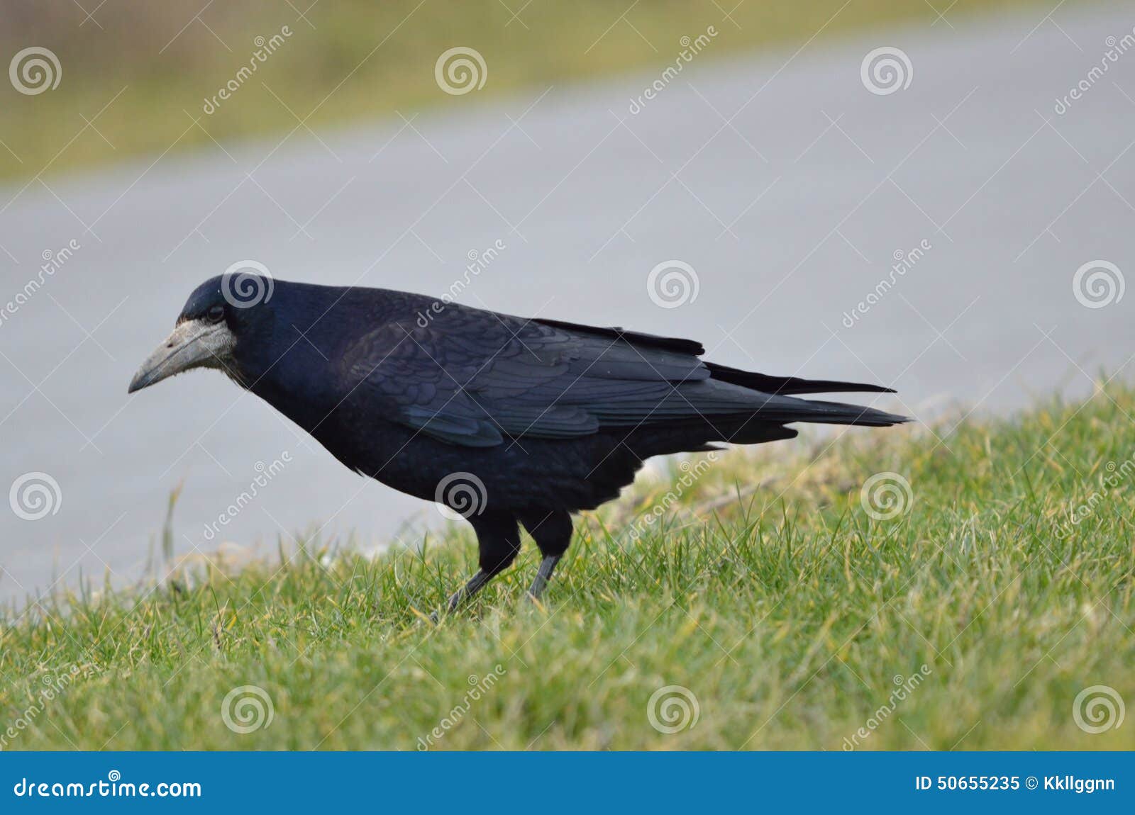Rooks stock image. Image of nature, pair, nestling, ravens - 50655235