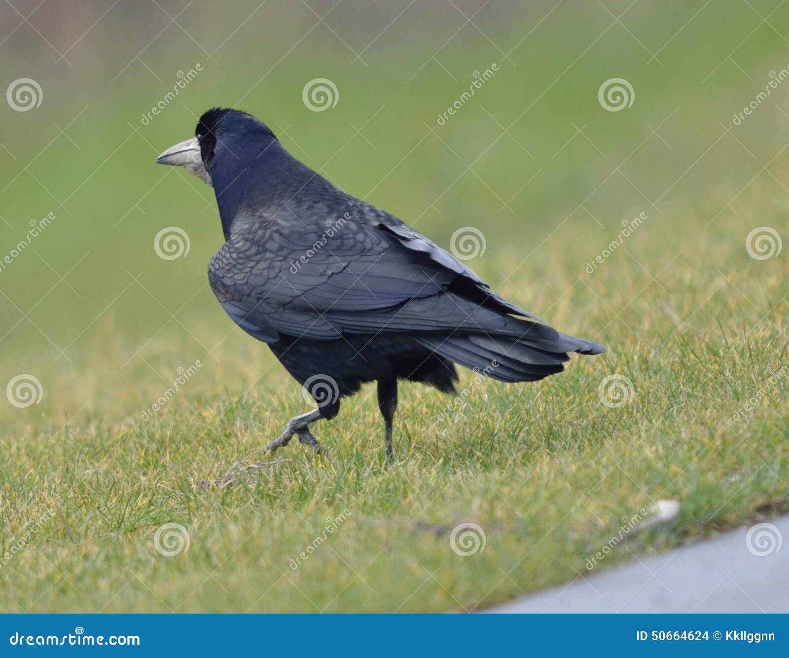 Rooks stock photo. Image of snow, corvus, ornithology - 50664624