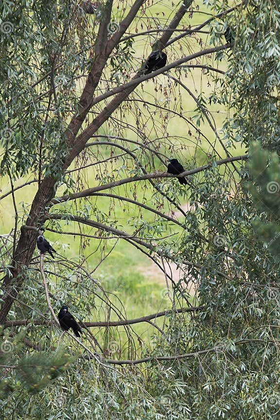 Rooks in a tree stock photo. Image of rooks, tree, rook - 210760458