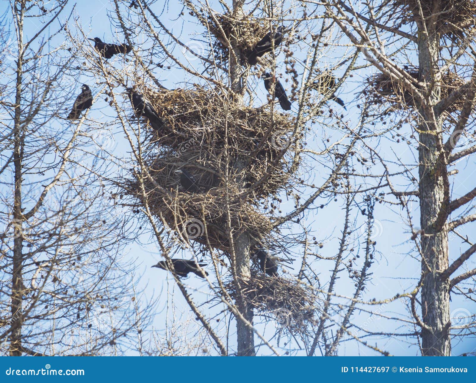 Rooks in a nests. Spring stock image. Image of wildlife - 114427697
