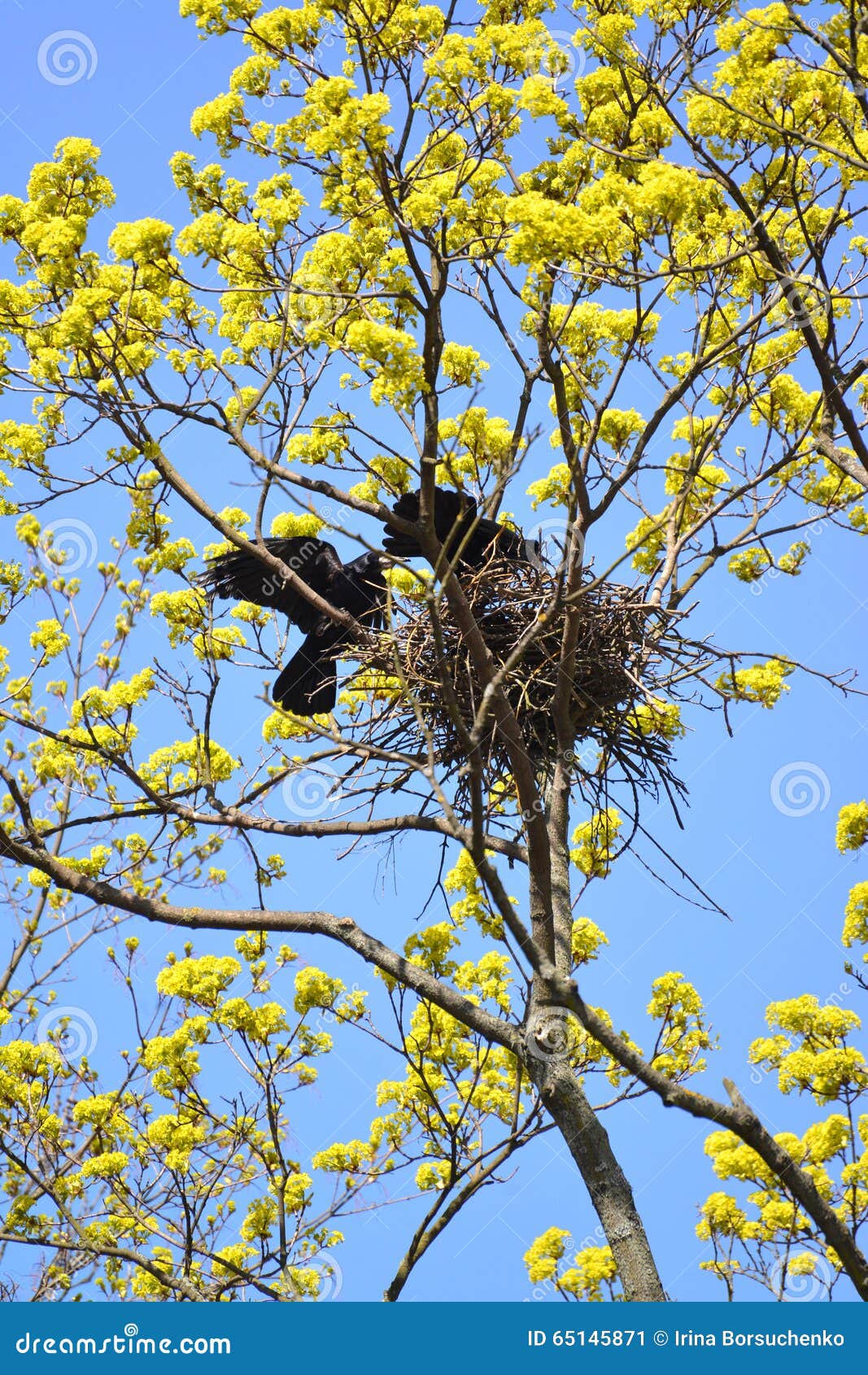 Rooks Twist a Nest on Branches of the Blossoming Maple Stock Image ...