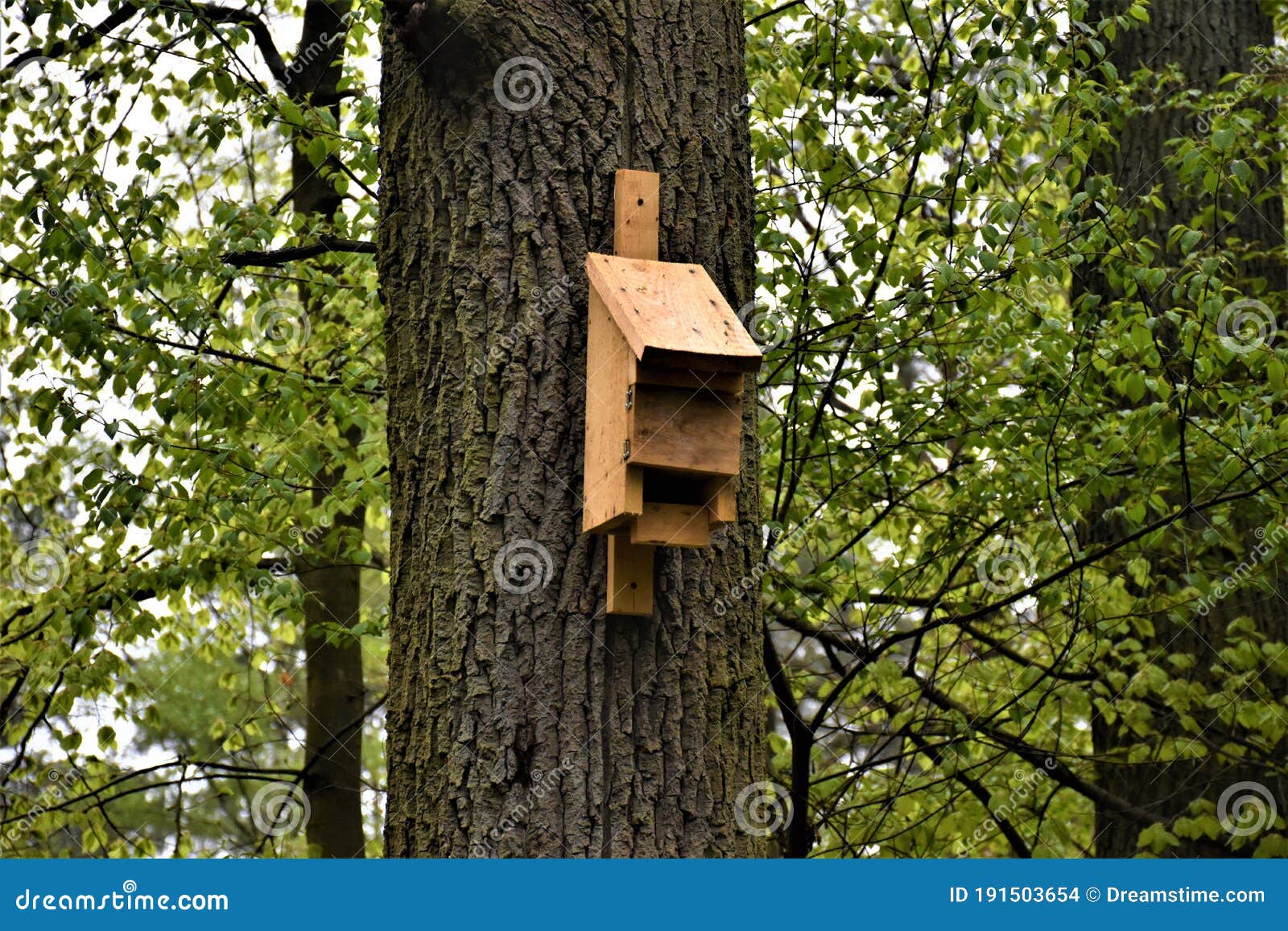 Bird Nesting Box in the Forest Stock Photo - Image of bird, eggs: 191503654