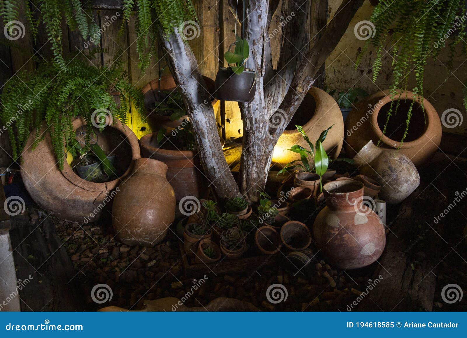 Room Decoration with Pots on Tree Root. Stock Image - Image of root ...