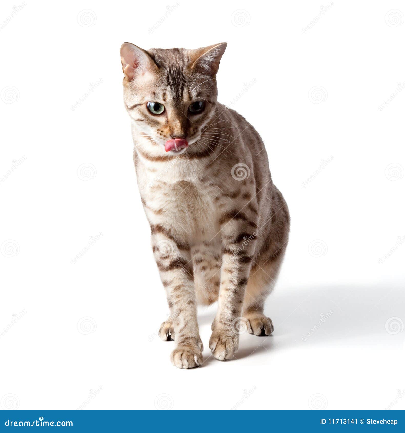 Room Gekleurde Bengalen Tijgerkat Stock Afbeelding - Image of rasecht ...