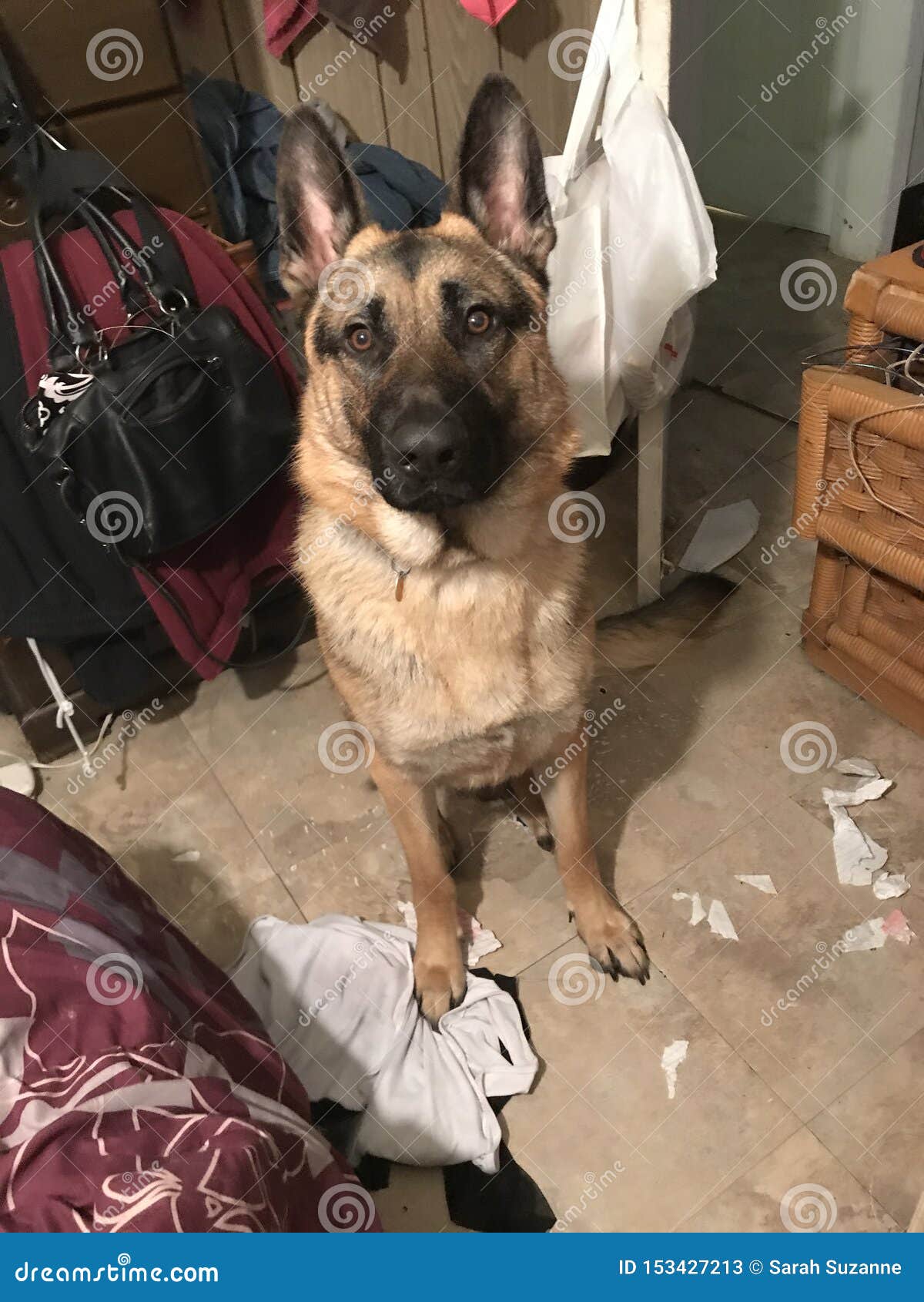 Room House German Shepherd Dog Stock Image - Image of german, room ...