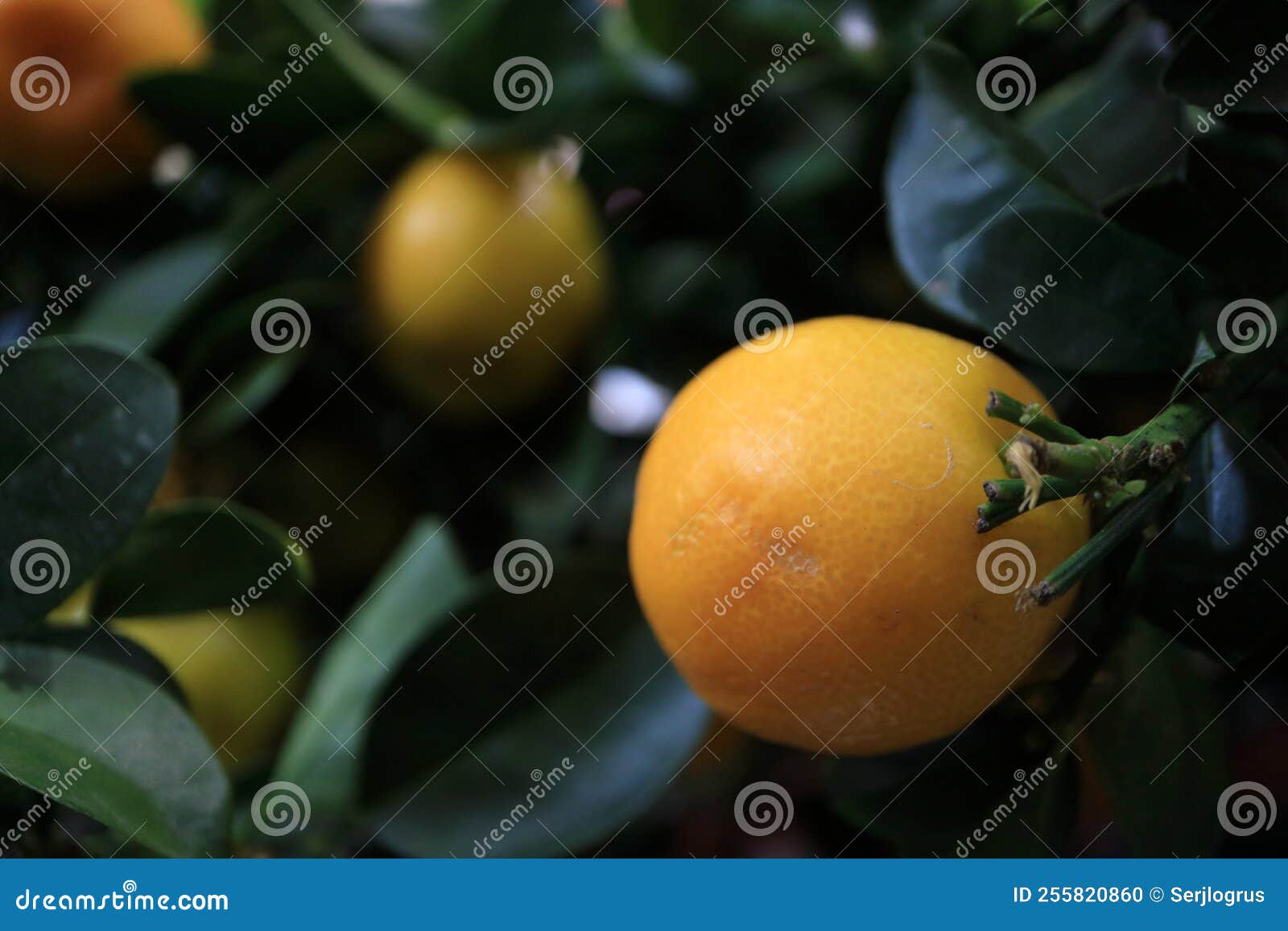 Room lemon stock photo. Image of bloom, domestic, homely - 255820860
