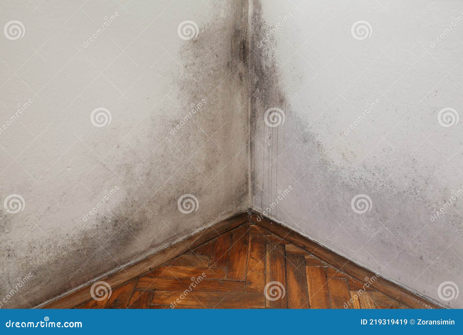 Dirty room wall with mold stock image. Image of mold - 219319419