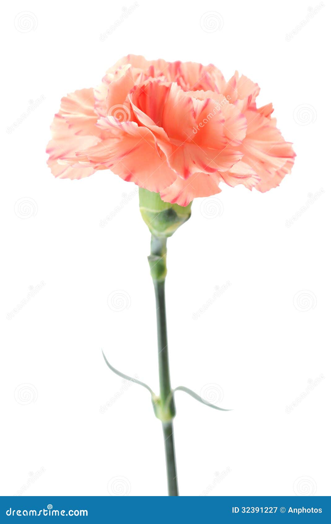 Room oranje anjer stock afbeelding. Image of mooi, geïsoleerd - 32391227