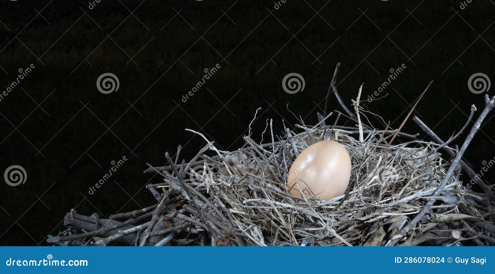 Copy Space Next To a Nest Eggs in the Night Stock Photo - Image of nest ...