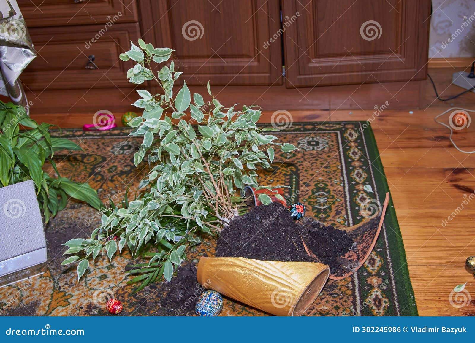 Rooms after the Robbery, Mess in the Room and Broken Flower Pots after ...