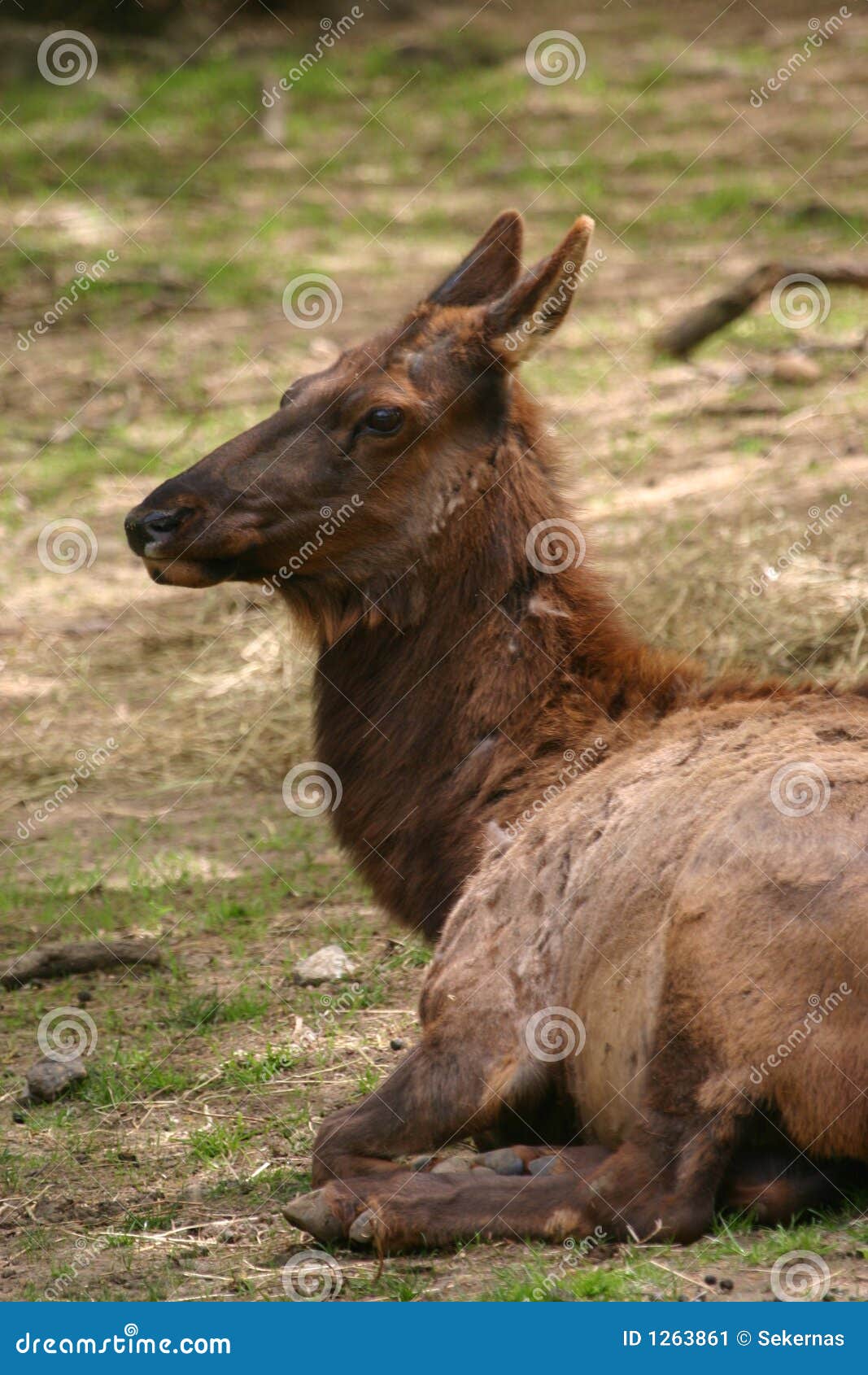 Roosevelt elk stock image. Image of wildlife, canadensis - 1263861