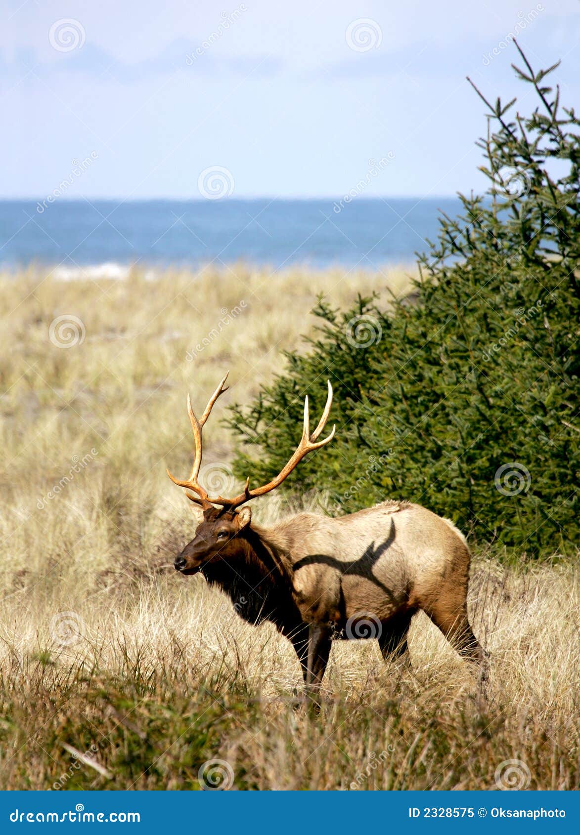 Roosevelt elk stock image. Image of coast, famous, camping - 2328575