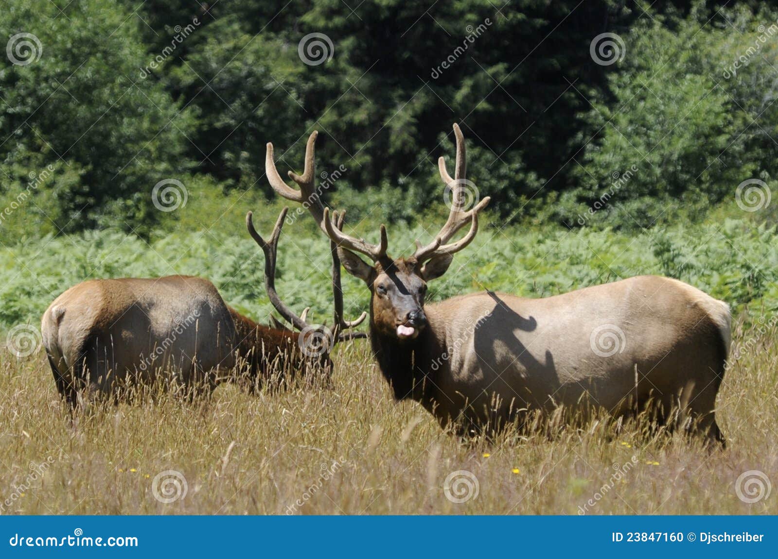 Roosevelt Elk stock photo. Image of large, west, antlers - 23847160