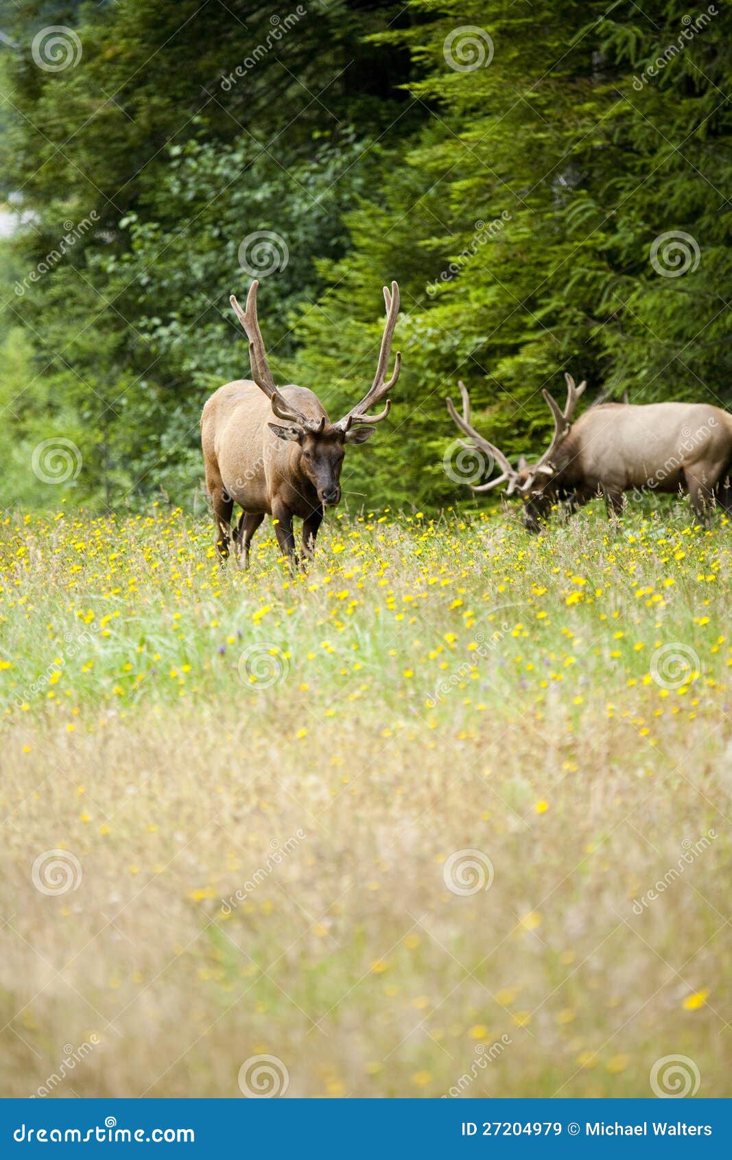 Roosevelt Elk stock image. Image of wild, wildlife, county - 27204979