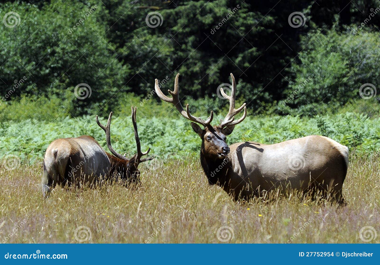 Roosevelt Elk stock photo. Image of california, america - 27752954