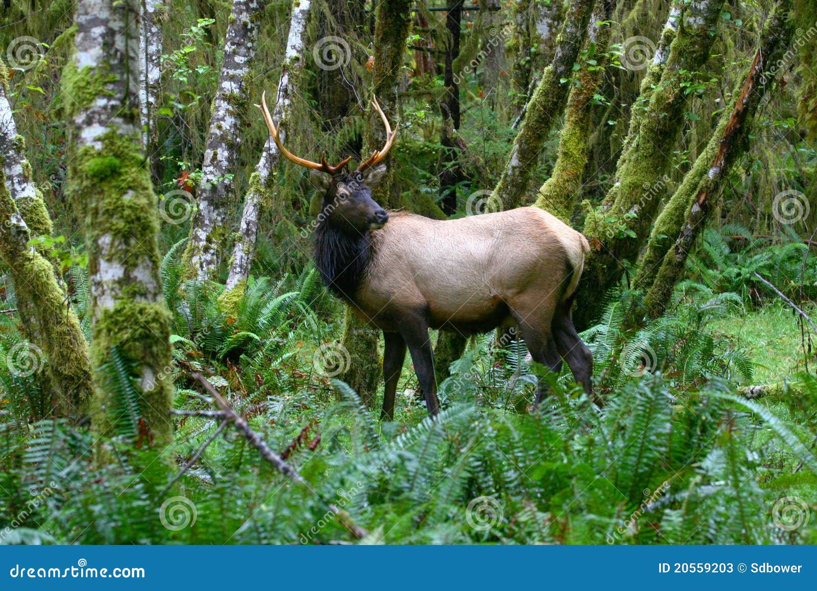 Roosevelt Elk among the Mossy Trees Stock Image - Image of wapiti ...
