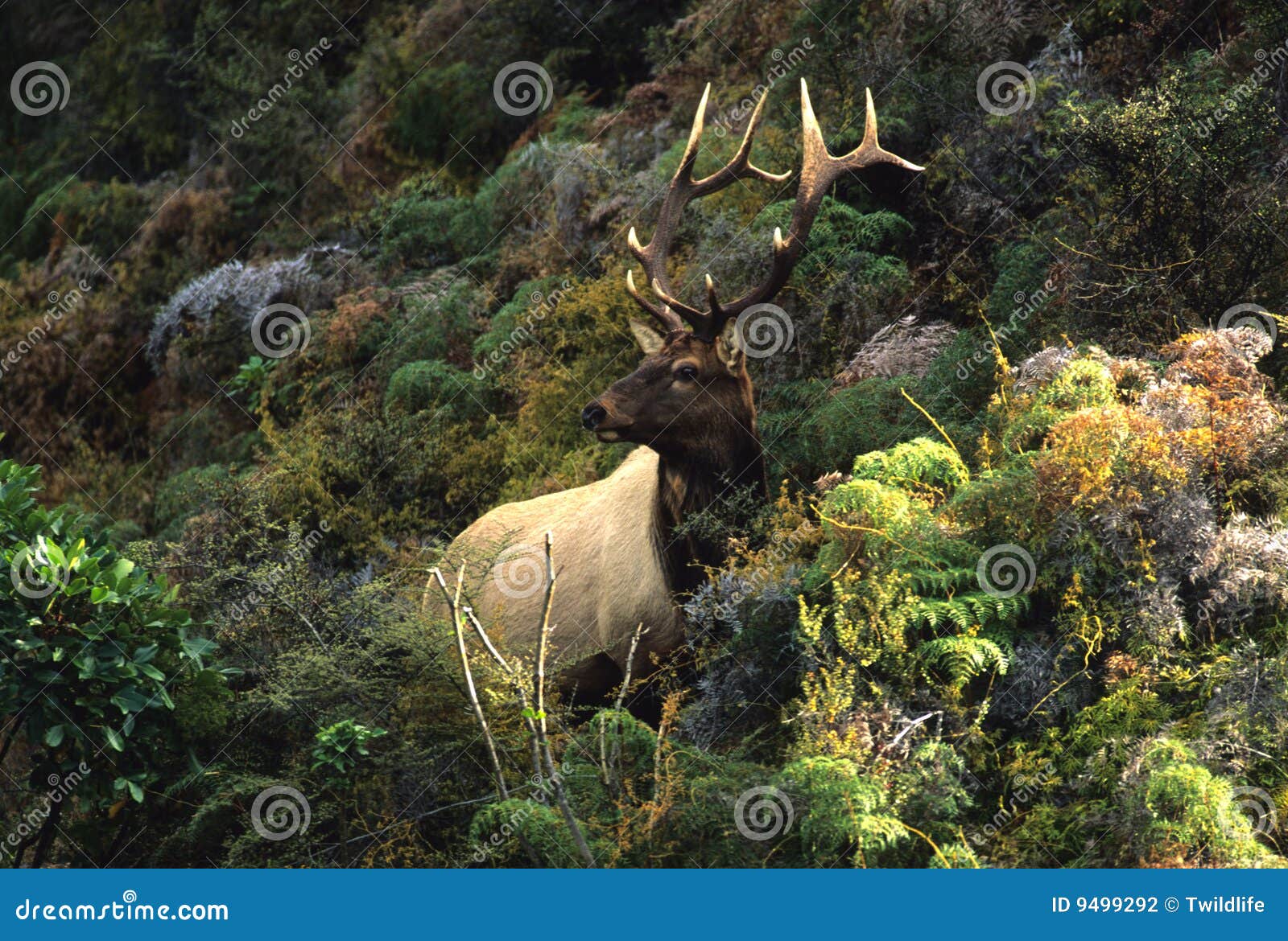 Roosevelt Elk in Mountain Landscape Stock Photo - Image of male, mammal ...