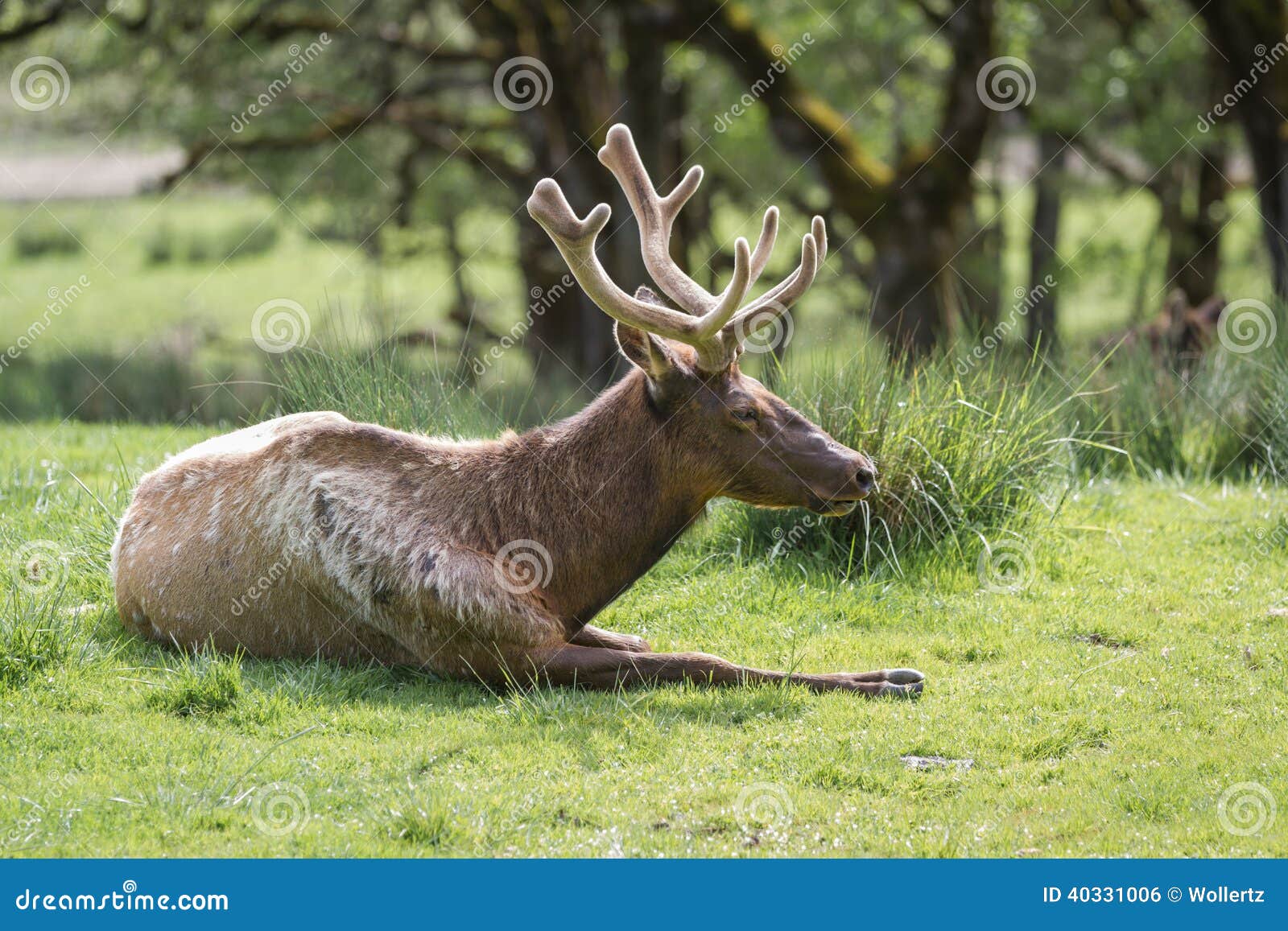 Roosevelti Americano Do Elaphus Do Cervus Dos Alces Foto de Stock ...
