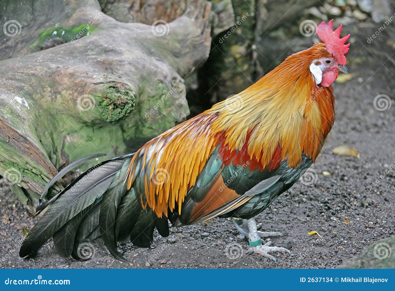 Big Rooster 1 Stock Photos - Free & Royalty-Free Stock Photos from ...