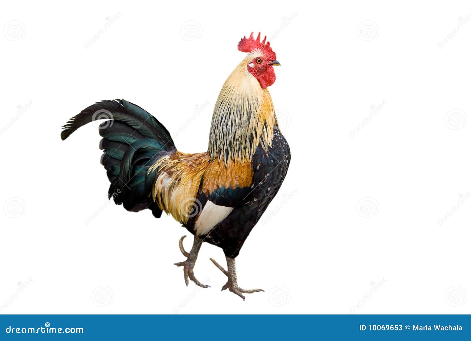 Bad Rooster Stock Photo | CartoonDealer.com #63834870