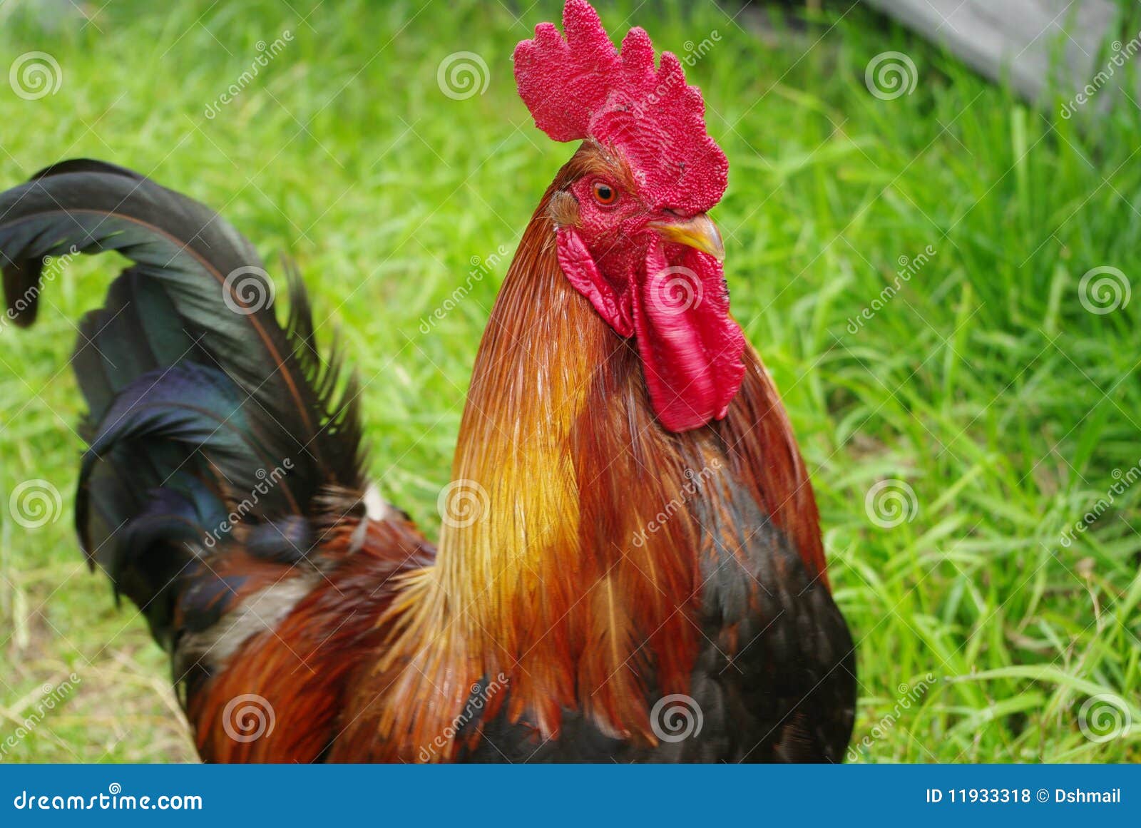 Rooster stock photo. Image of bird, beautiful, summer - 11933318