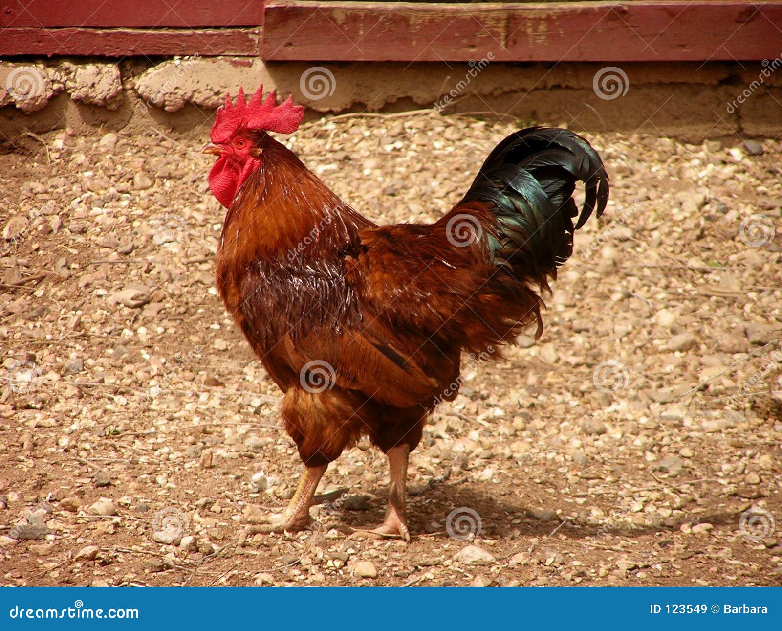 Rooster stock image. Image of chicken, farm, strutting - 123549