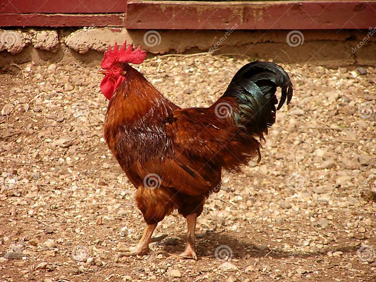 Rooster stock image. Image of chicken, farm, strutting - 123549