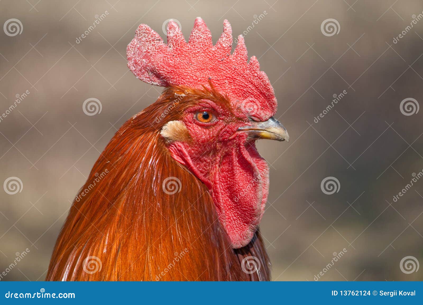 Rooster stock photo. Image of colourful, bird, beauty - 13762124