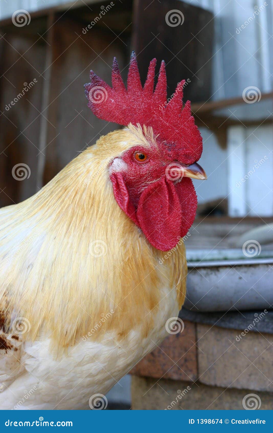 Rooster stock photo. Image of rooster, farm, crest, male - 1398674