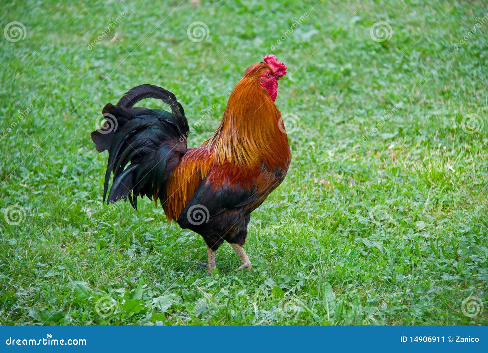 Rooster stock image. Image of chicken, roam, laying, poultry - 14906911
