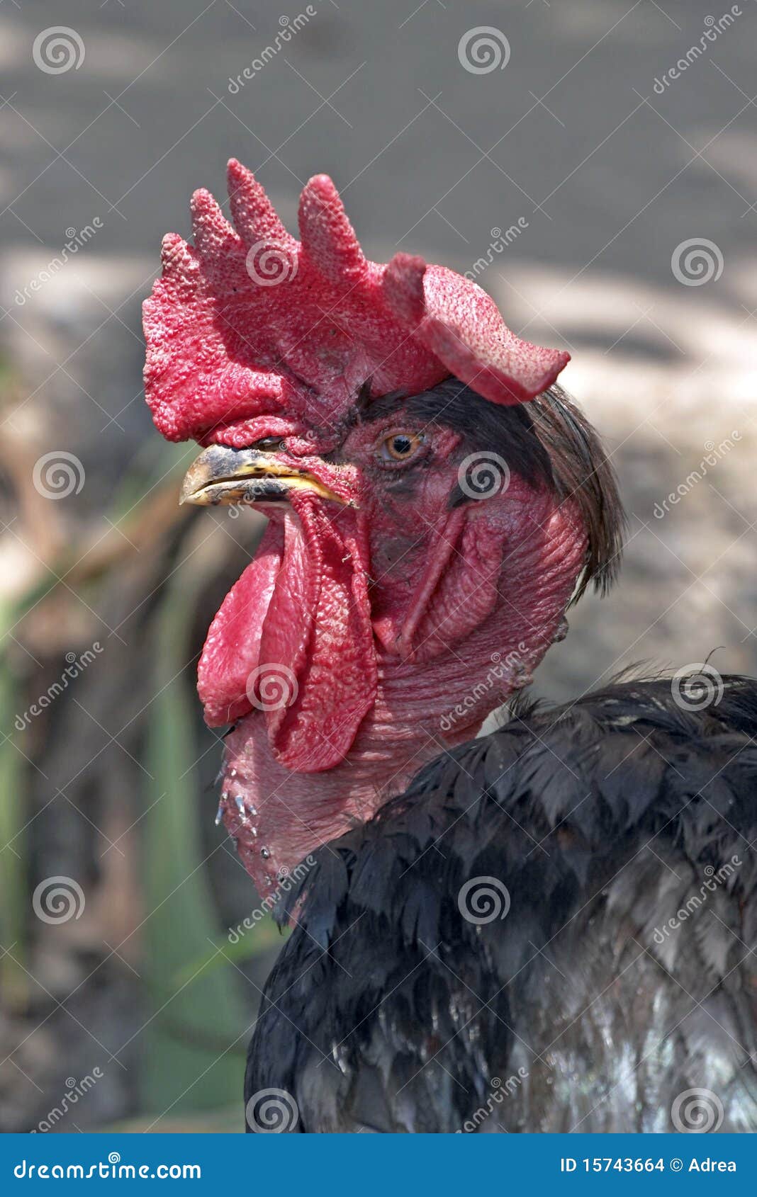 Rooster Portrait Looking at Camera Stock Photo - Image of portrait ...