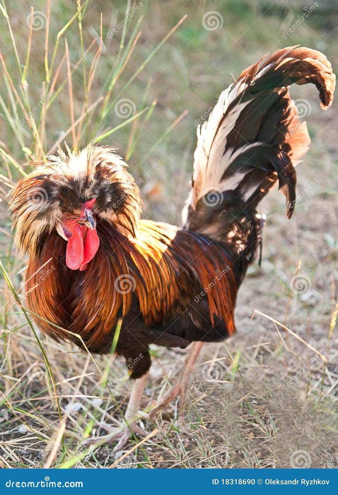 Rooster stock photo. Image of profile, animal, bird, chicken - 18318690