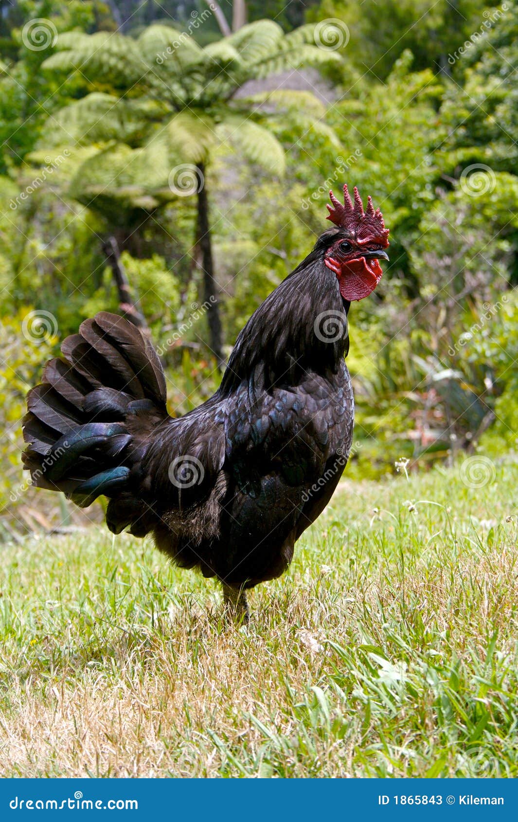 Rooster stock image. Image of pasture, farm, rooster, chicken - 1865843