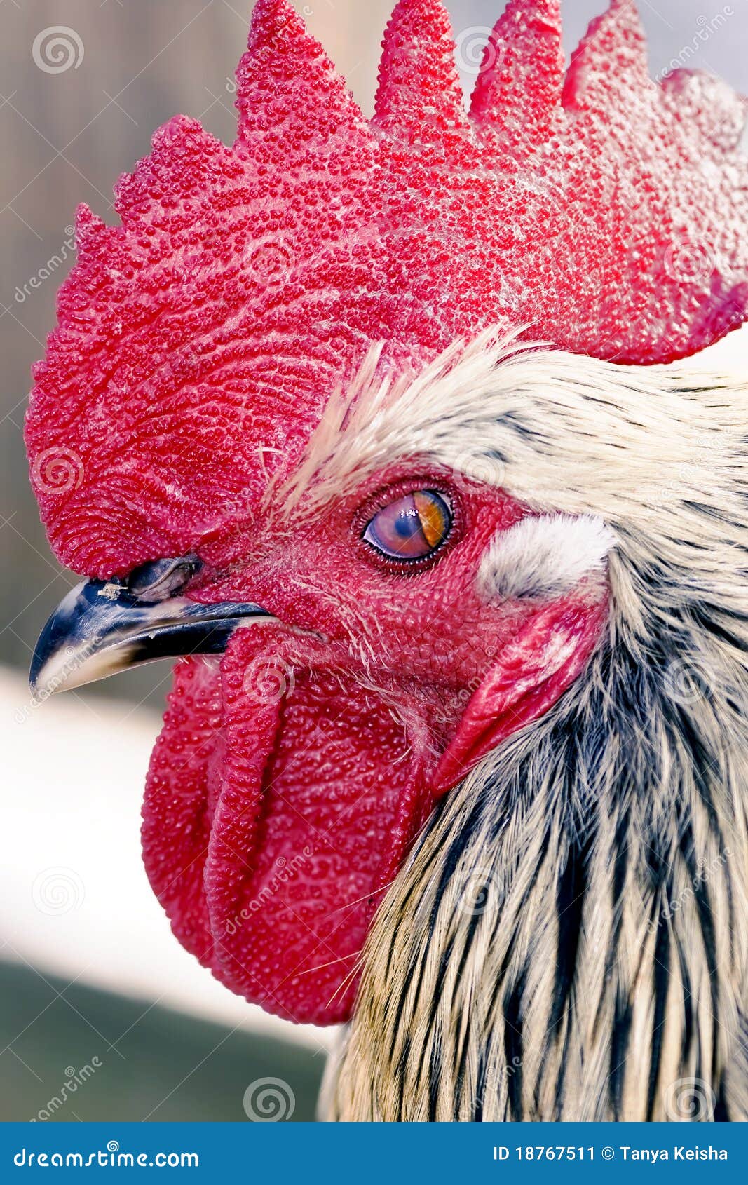 Rooster stock image. Image of cockscomb, macro, claw - 18767511