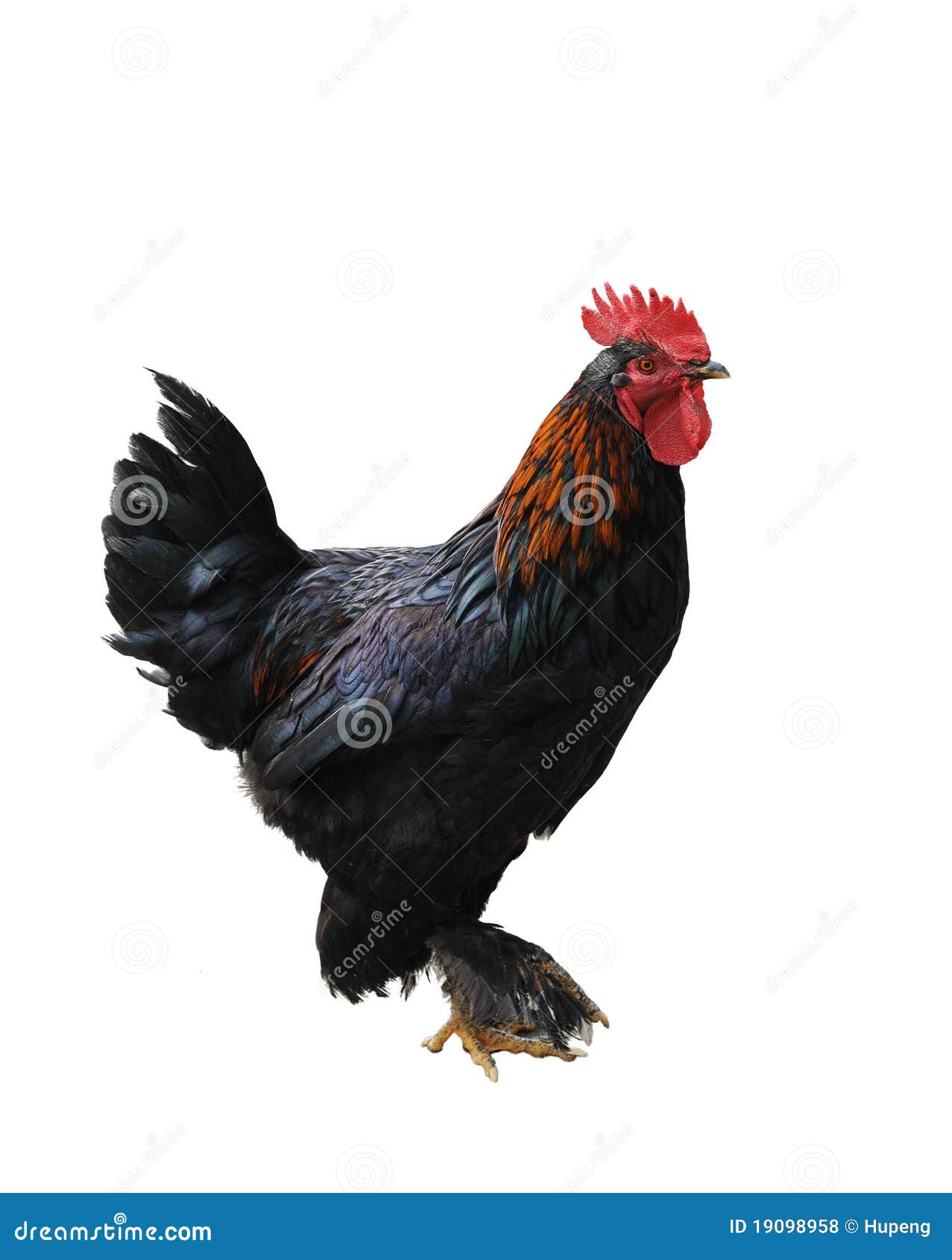 Bad Rooster Stock Photo | CartoonDealer.com #63834870