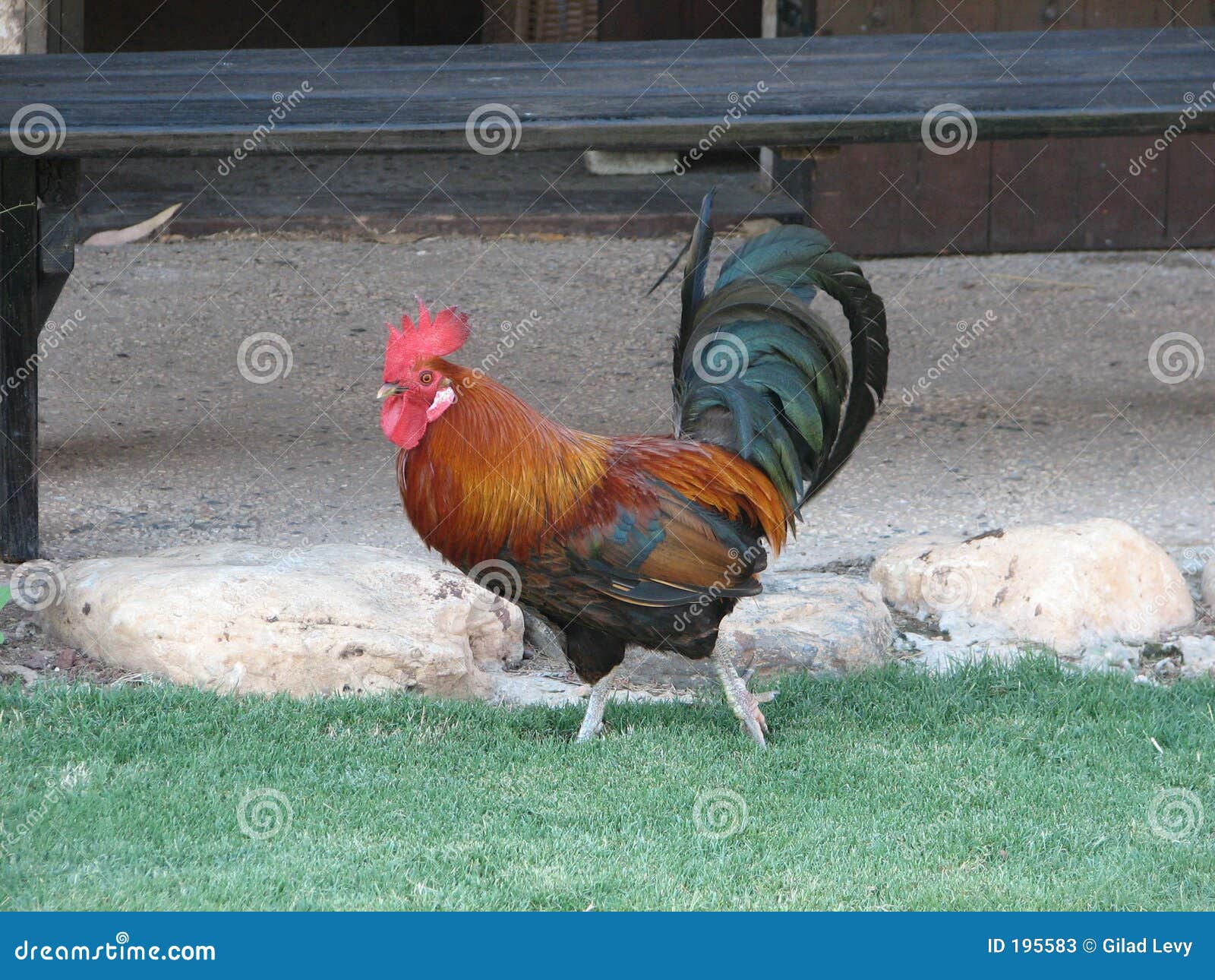Rooster stock image. Image of birds, farm, bird, grass - 195583