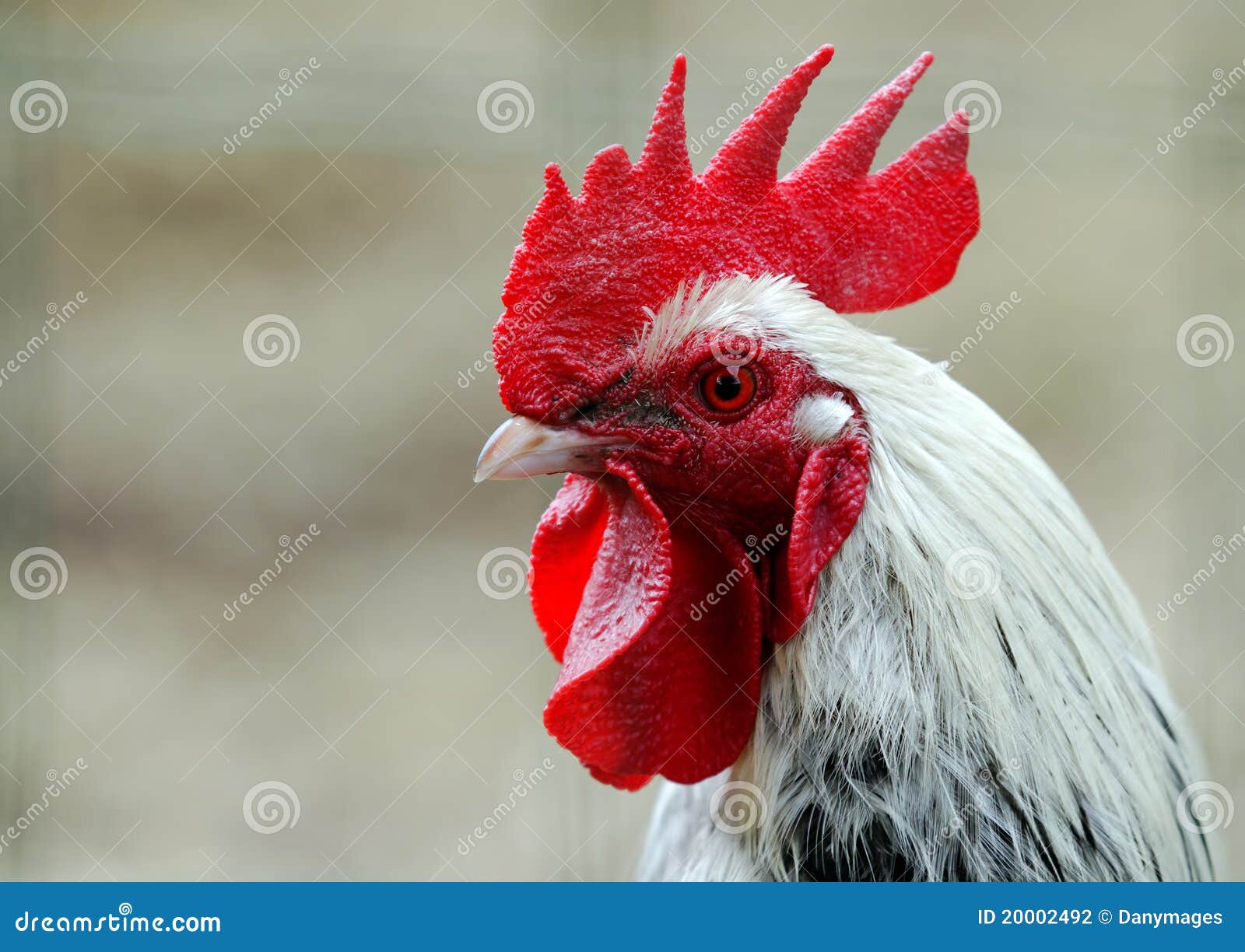 Rooster stock photo. Image of fowl, farm, rooster, barnyard - 20002492