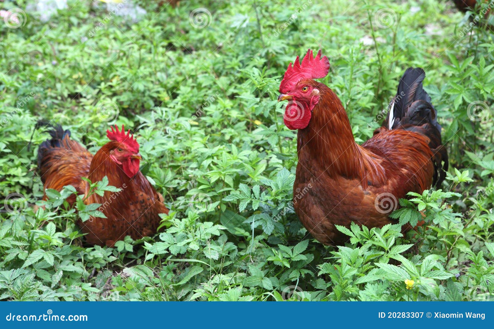 Rooster stock image. Image of food, fowl, bird, male - 20283307
