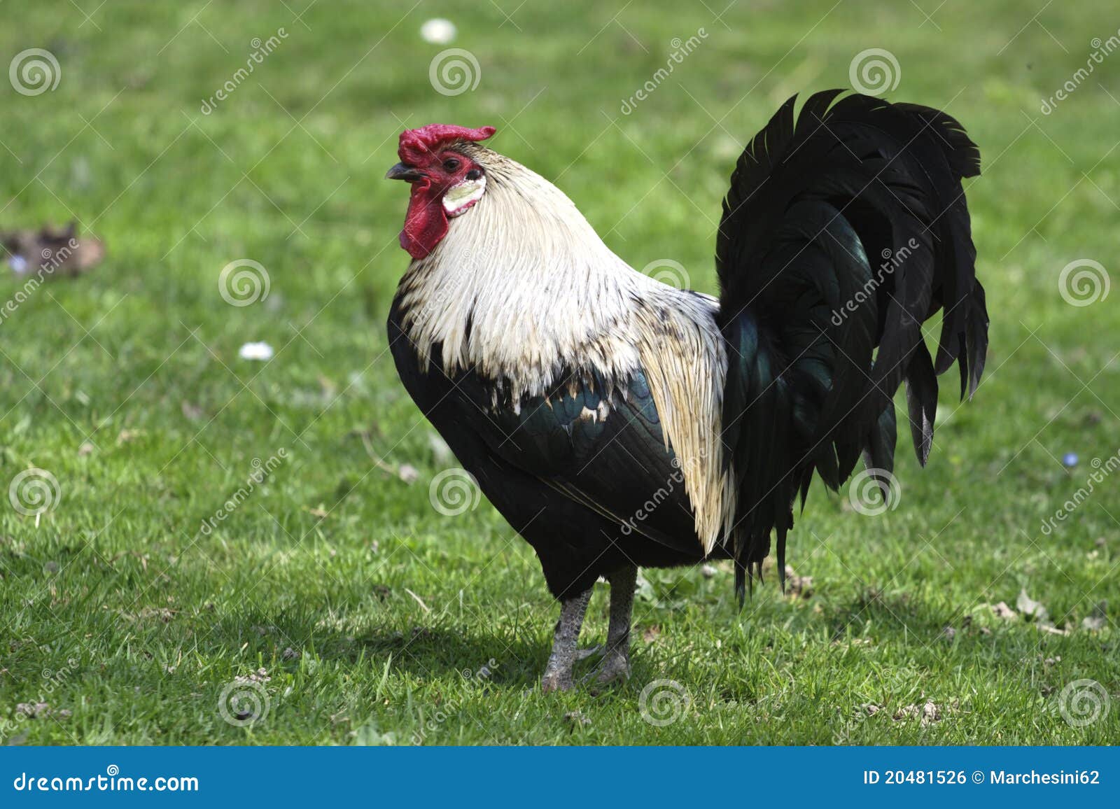 Rooster stock photo. Image of meat, isolated, fauna, bird - 20481526