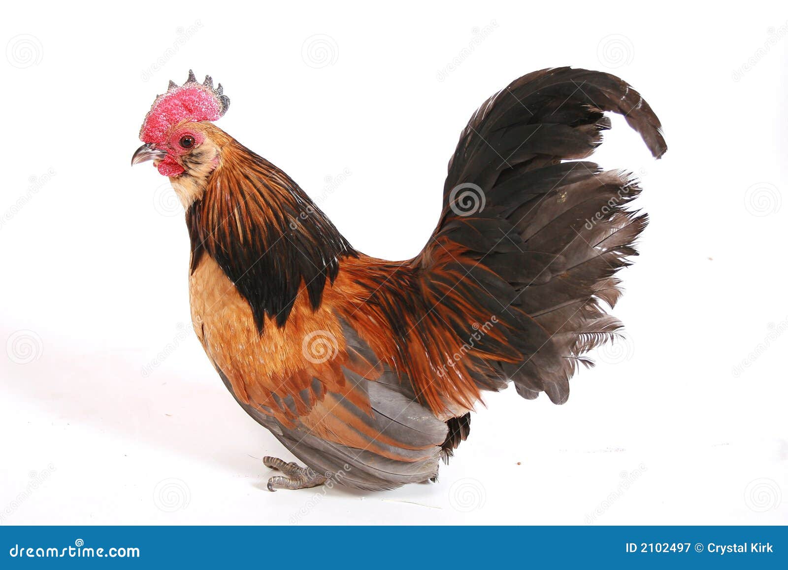 Rooster stock image. Image of colorful, animal, wild, rural - 2102497
