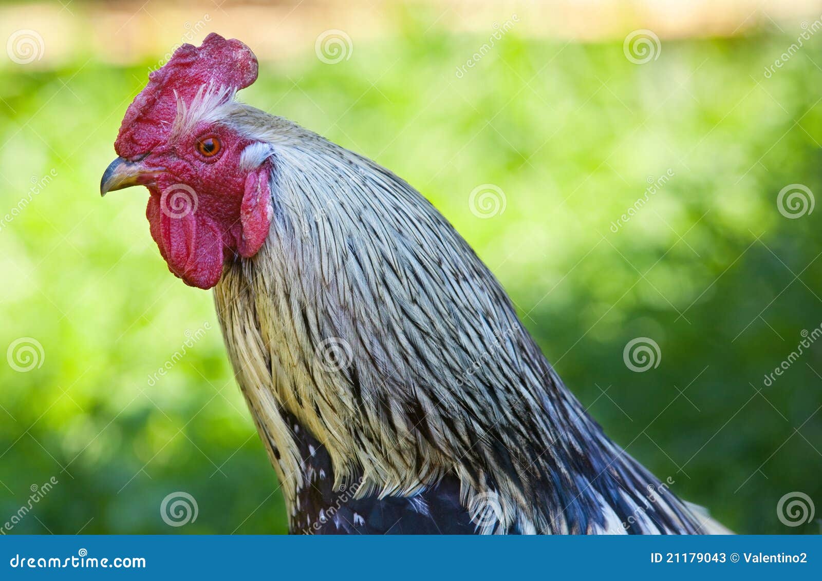 Rooster stock image. Image of poultry, cluck, fowl, head - 21179043