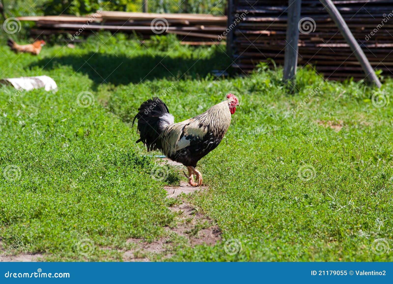 Rooster stock image. Image of cluck, fowl, feathers, livestock - 21179055