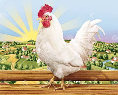 Rooster stock photo. Image of morning, landscape, smiling - 21334500