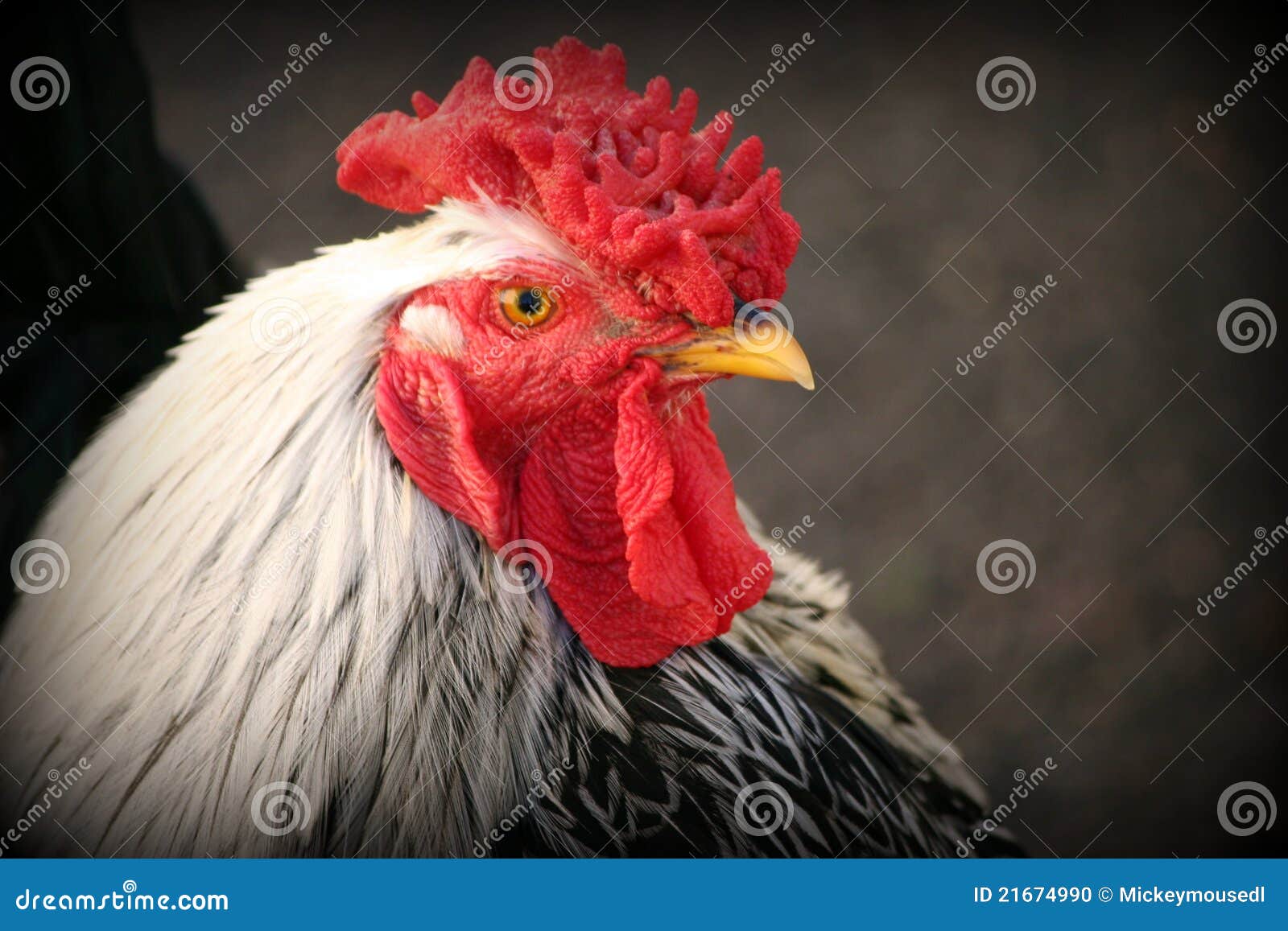 Rooster stock photo. Image of serious, cockadoodledoo - 21674990