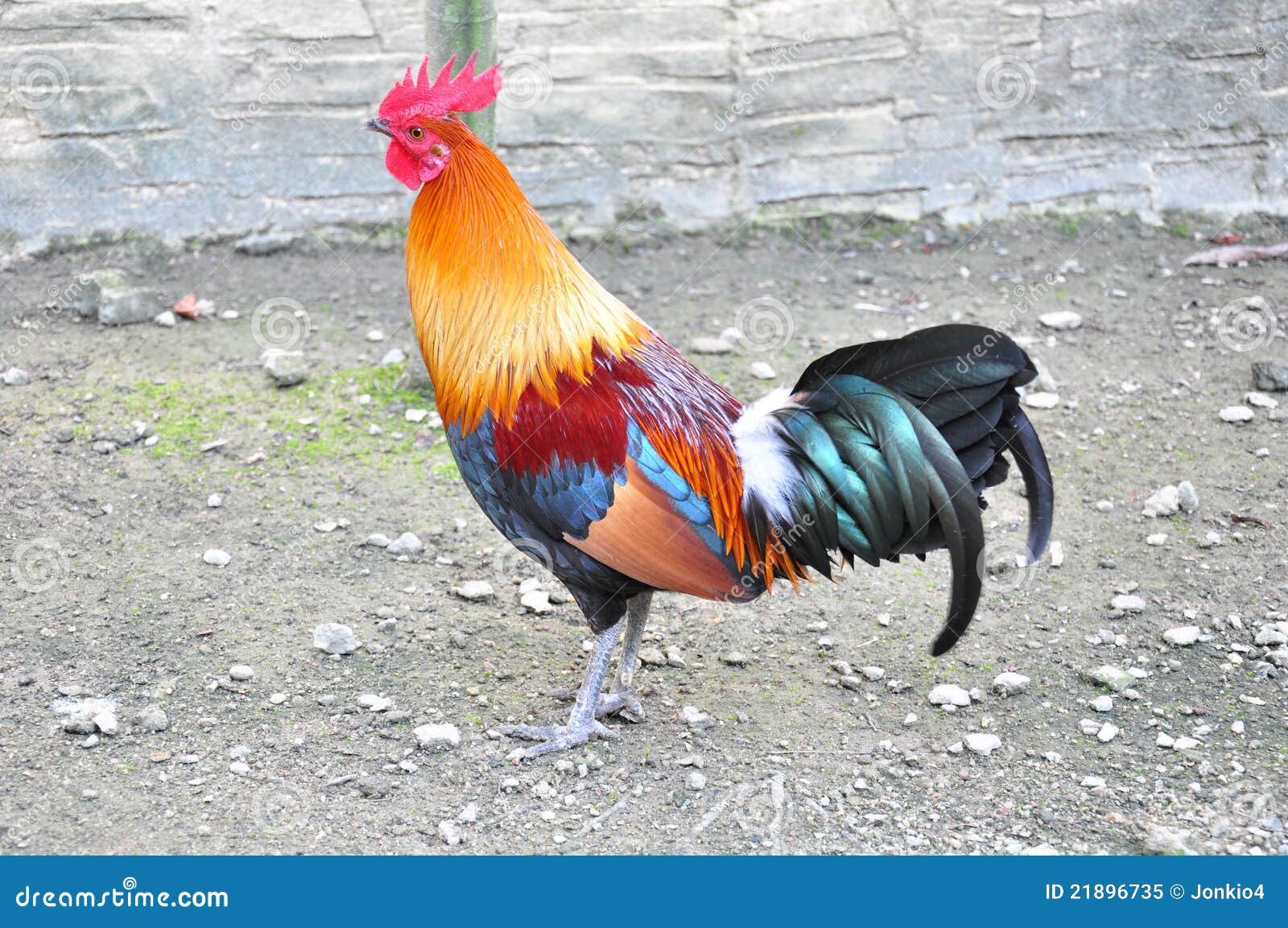 Bad Rooster Stock Photo | CartoonDealer.com #63834870