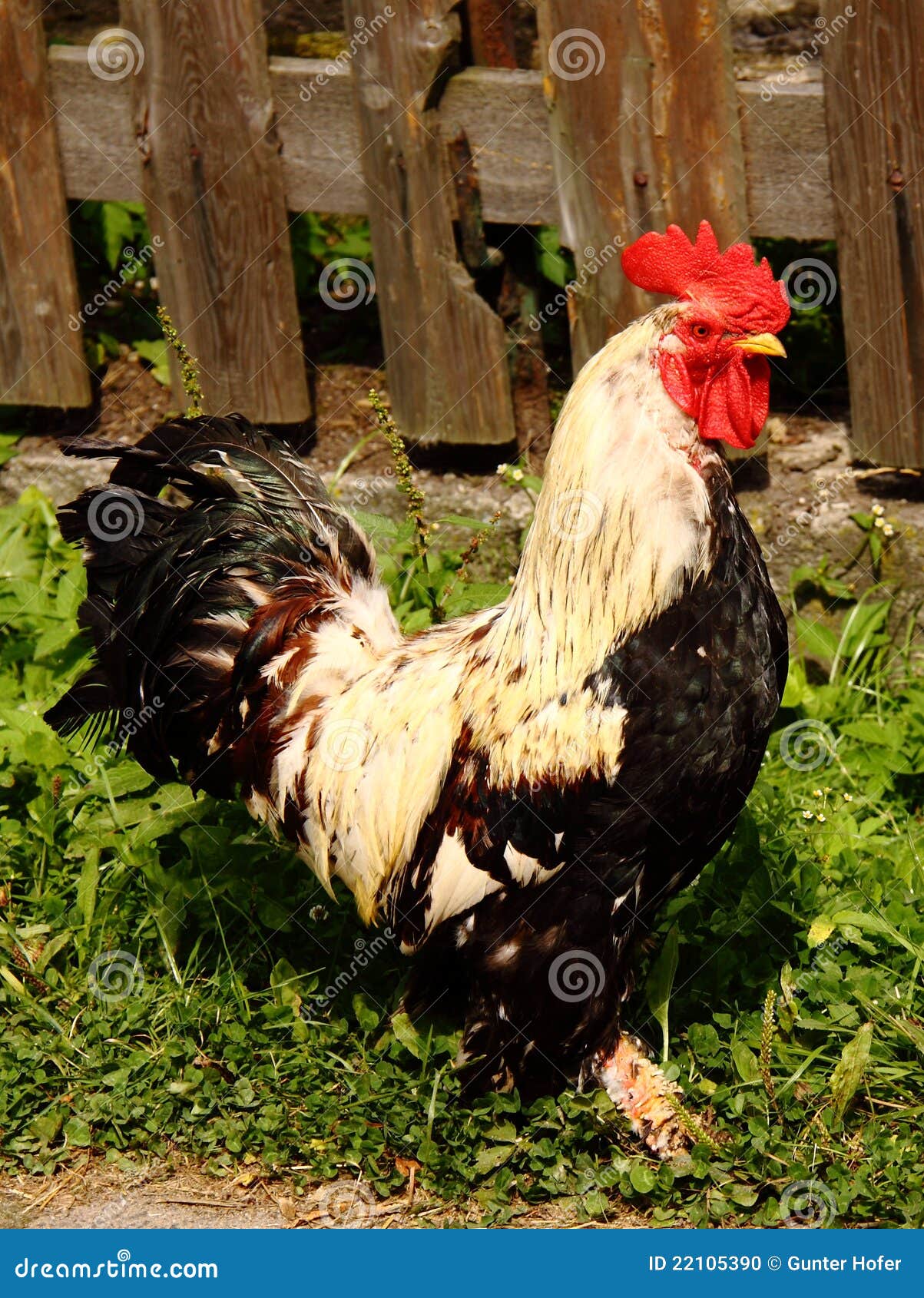 Rooster stock photo. Image of animal, feathers, bird - 22105390
