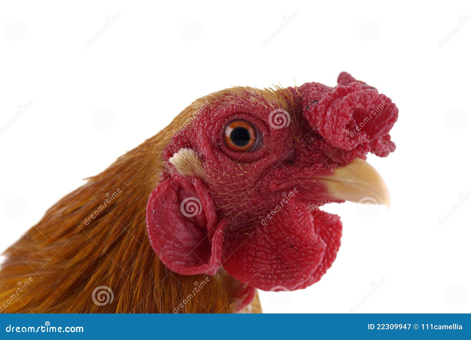 Rooster stock image. Image of fast, rare, isolated, asian - 22309947