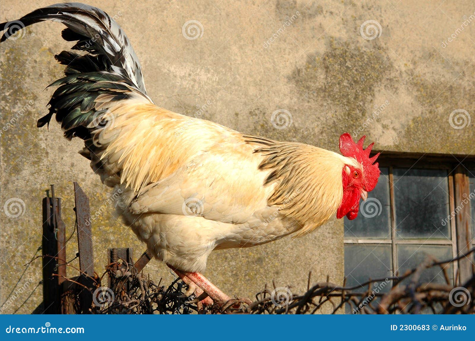 Rooster stock image. Image of ecological, leader, conflict - 2300683